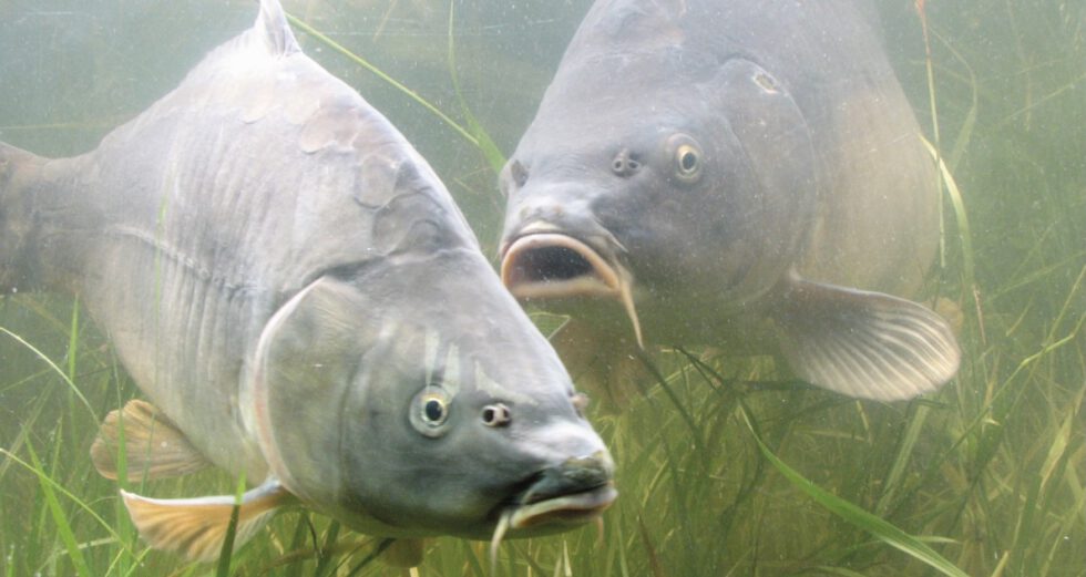 Der Karpfen aus Sicht der Wissenschaft - Karpfenteichwirtschaft in Bayern